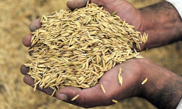 Peluang Usaha Pemecah Kulit Padi Untung Besar - dutamasyarakat.com